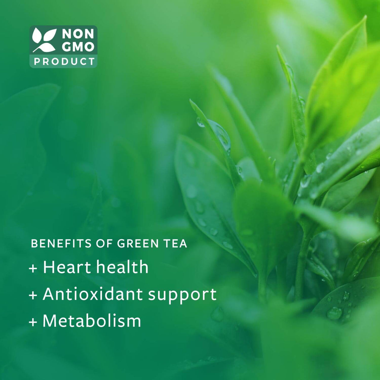 Low-Caffeine Green Tea Extract - High Antioxidant