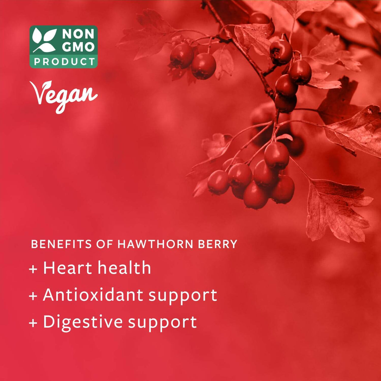 Hawthorn Berry Extract - Potent 4:1 Capsules